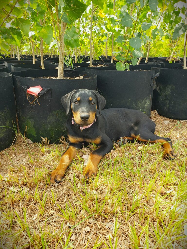 Arbors Tree Farm – Kansas Tree Farm