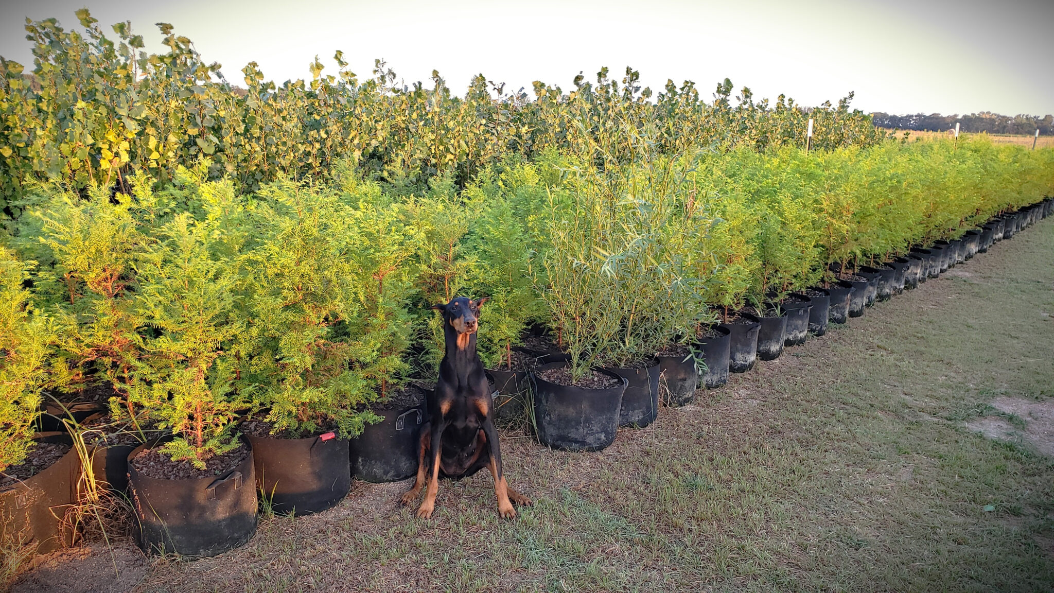 Arbors Tree Farm – Kansas Tree Farm