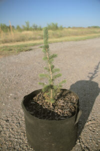 Arbors Tree Farm – Kansas Tree Farm