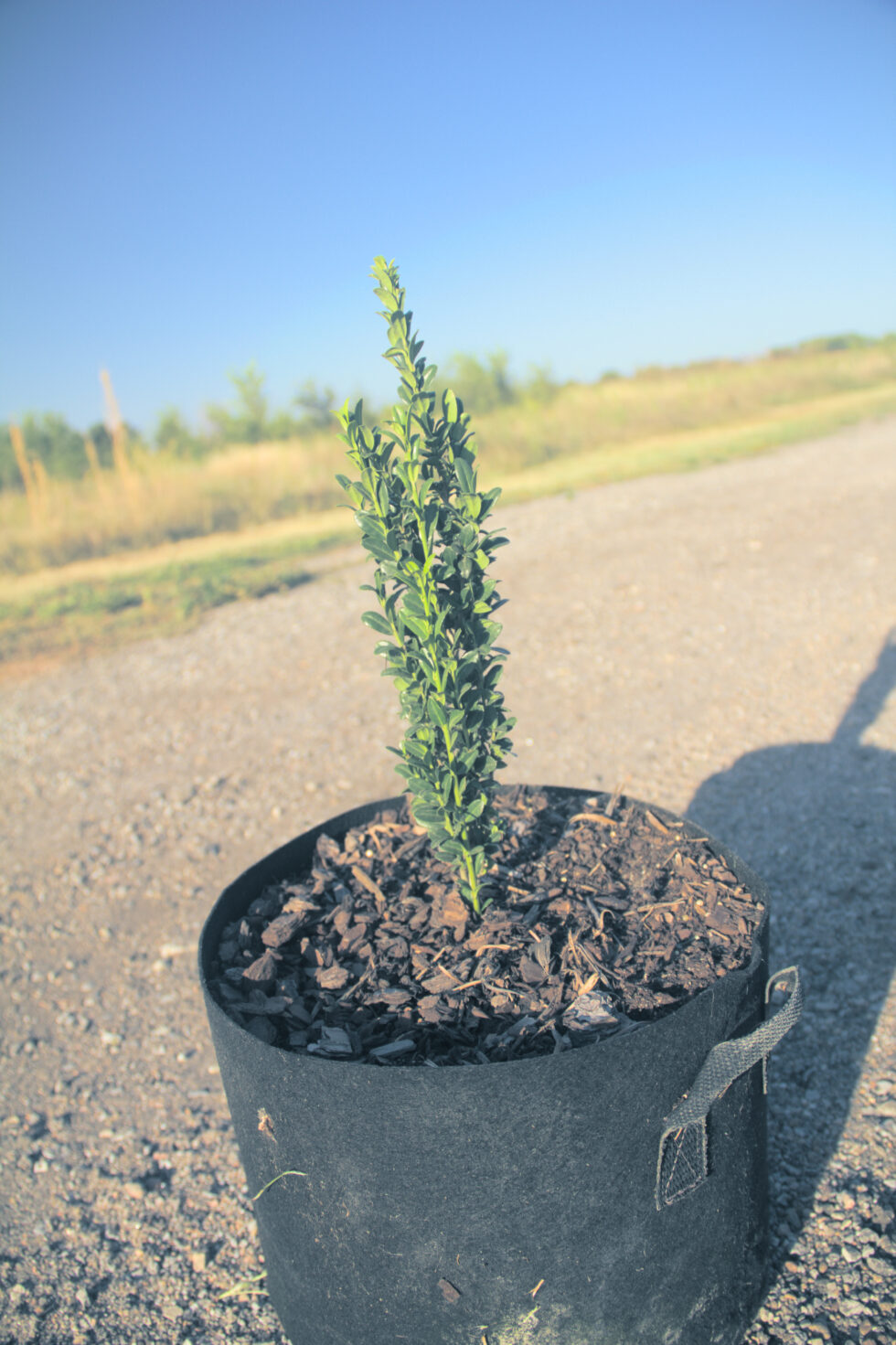 Sky Pencil Holly – Arbors Tree Farm