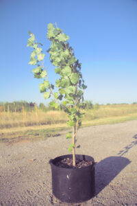Arbors Tree Farm – Kansas Tree Farm
