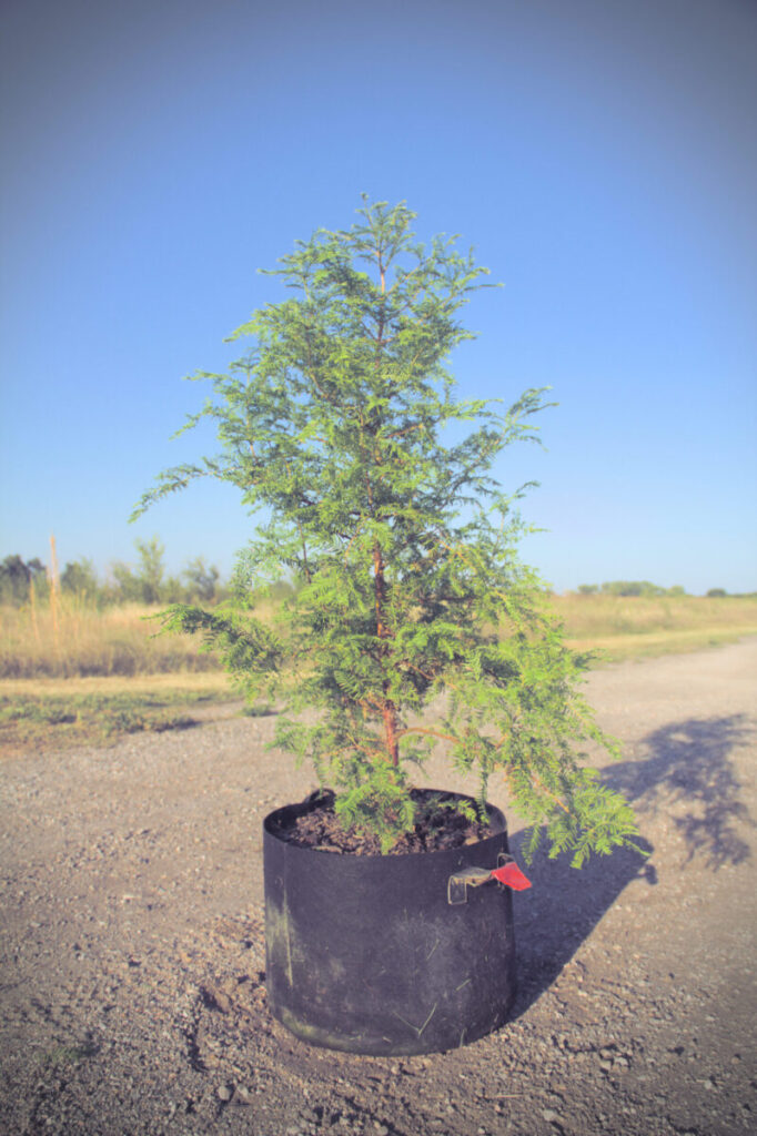 Dawn Redwood – Arbors Tree Farm