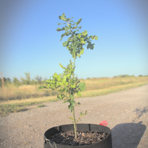 Shade Trees – Arbors Tree Farm