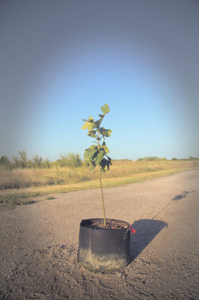 Swamp White Oak – Arbors Tree Farm