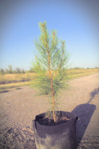 Arbors Tree Farm – Kansas Tree Farm