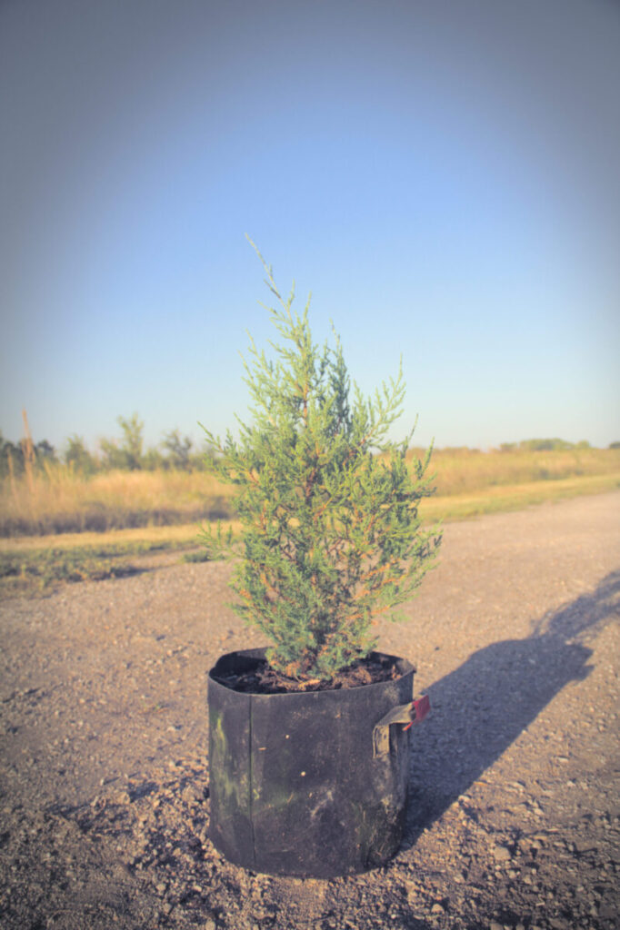 Eastern Red Cedar – Arbors Tree Farm