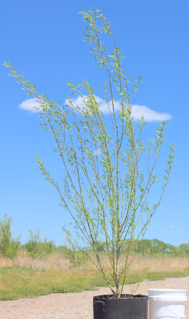 Hybrid Willow – Arbors Tree Farm