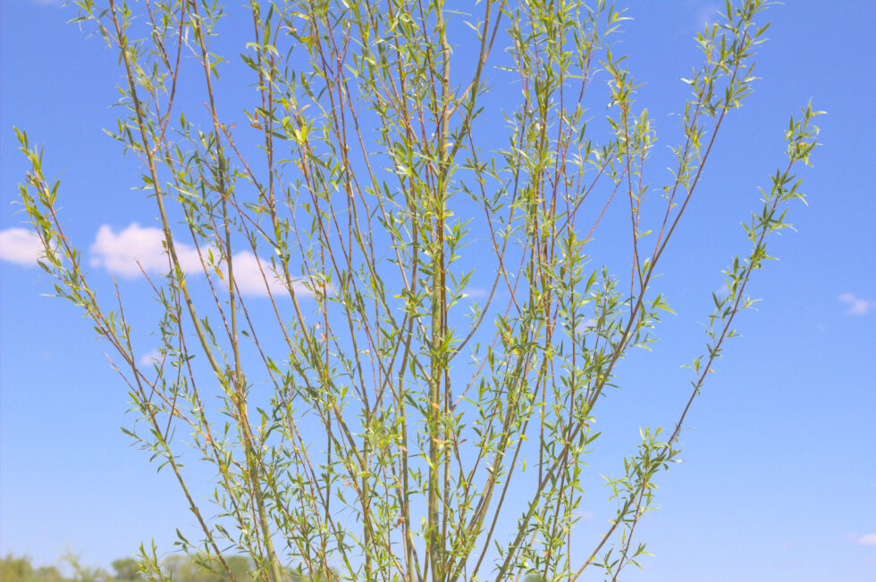 Hybrid Willow – Arbors Tree Farm