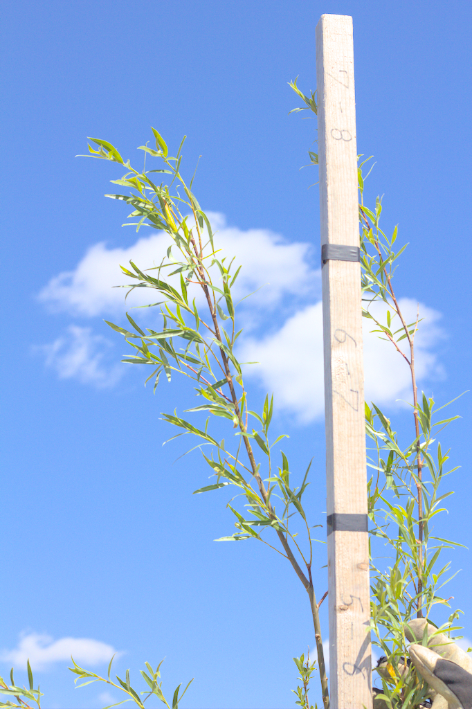 Hybrid Willow – Arbors Tree Farm