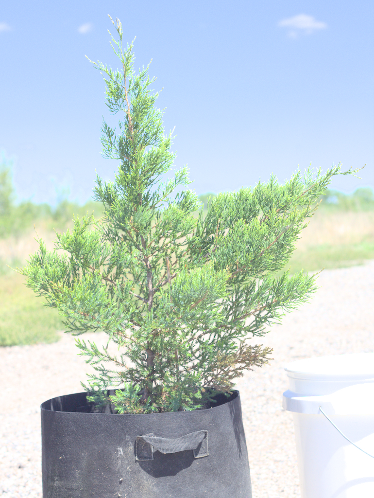 Eastern Red Cedar – Arbors Tree Farm